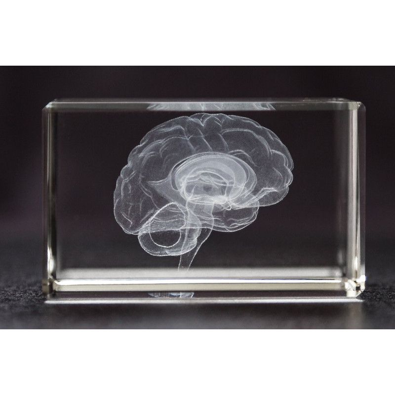 Brain Model Glass Paperweight Medium Crystal 3D