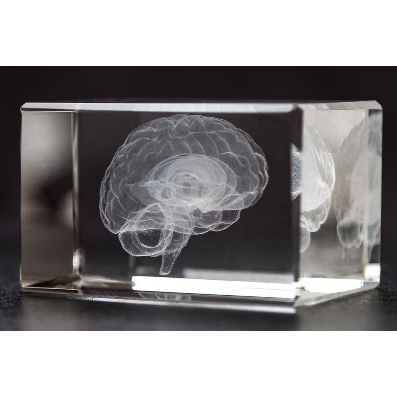 Brain Model Glass Paperweight Medium Crystal 3D