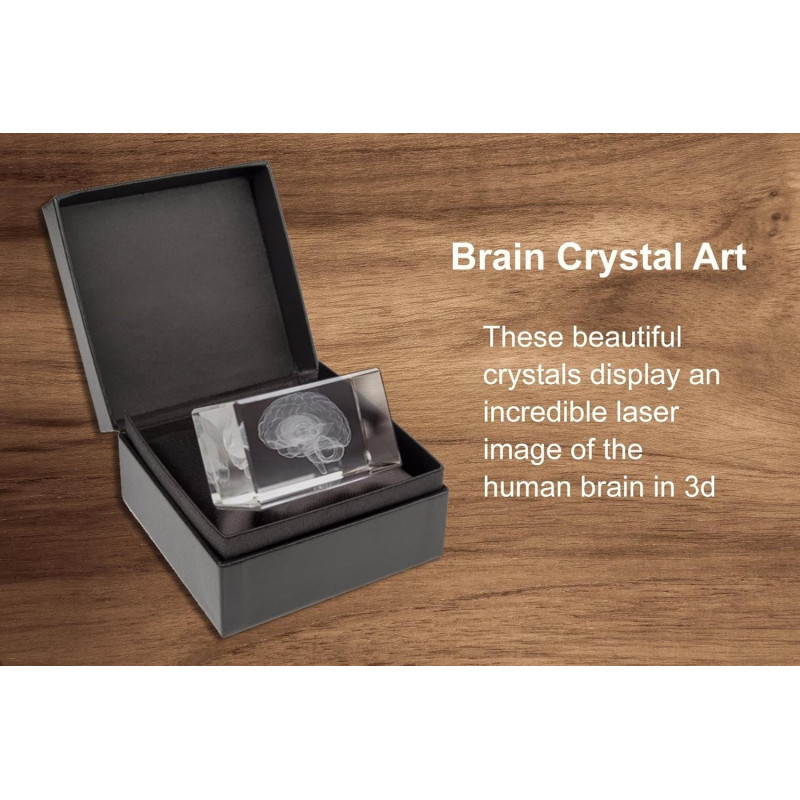 Brain Model Glass Paperweight Medium Crystal 3D