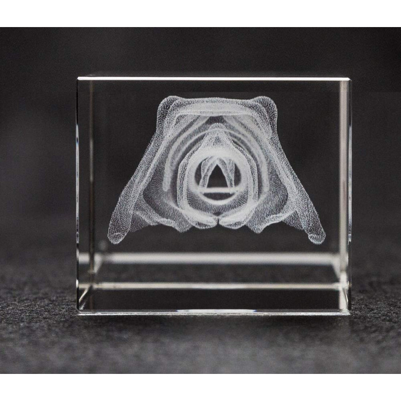 Larynx 3D Laser Large Crystal, Anatomy, Voice Box, Singing, Adam's Apple