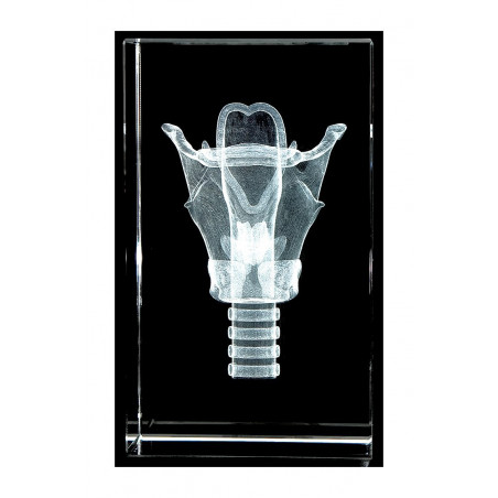 Larynx 3D Laser Medium Crystal, Anatomy, Voice Box, Singing, Adam's ...