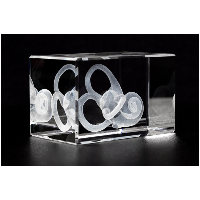 Cochlea 3D Laser Large Crystal, Hearing, Labyrinth, Ear, Audiology