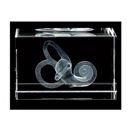 Cochlea 3D Laser Large Crystal, Hearing, Labyrinth, Ear, Audiology