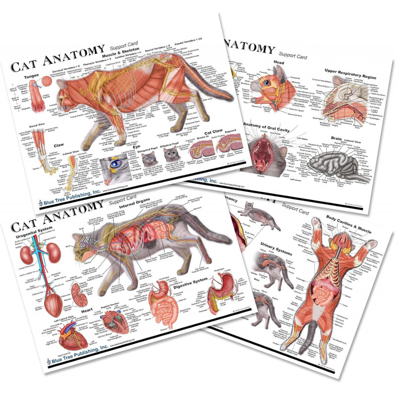 Cat anatomy and top 10 Cat Health Issues support chart set