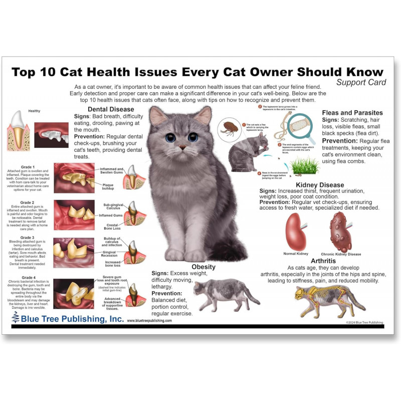 Cat anatomy and top 10 Cat Health Issues support chart set