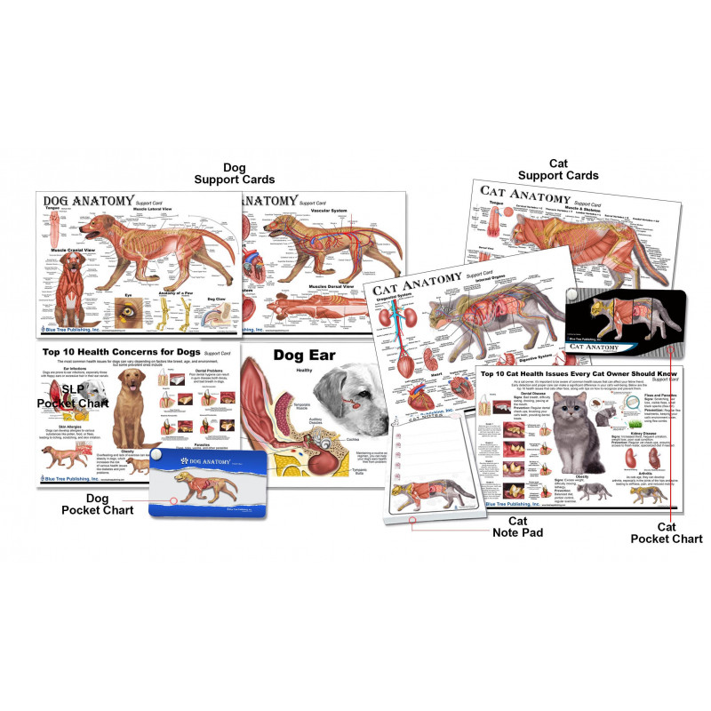 Dog and Cat Anatomy Education 10 piece Set, Cards, Pocket Charts, and ...