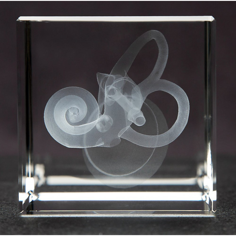 Ear Medium Crystal with Ear Drum, Ossicular Chain, Cochlea Crystal