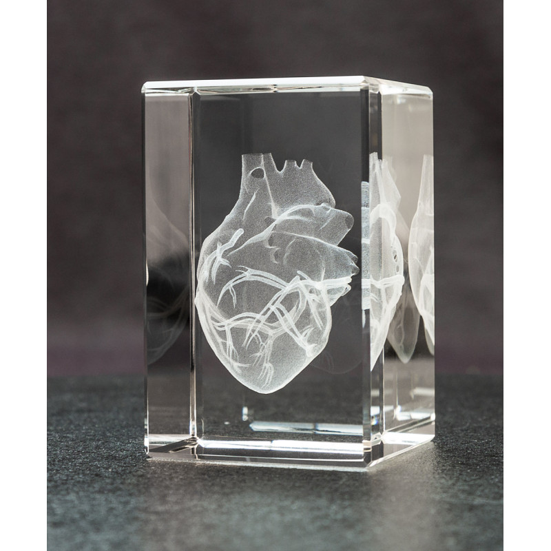 Heart 3D Laser Medium Crystal, Anatomy, Circulation
