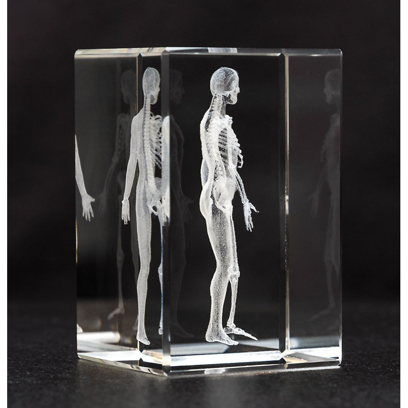 Human Body 3D Laser Medium Crystal, Anatomy, Half Human Body, Half Skeleton