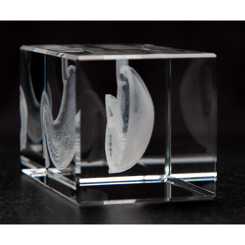 Stomach 3D Crystal Medium Gastroenterologist, Gastroenterology ...