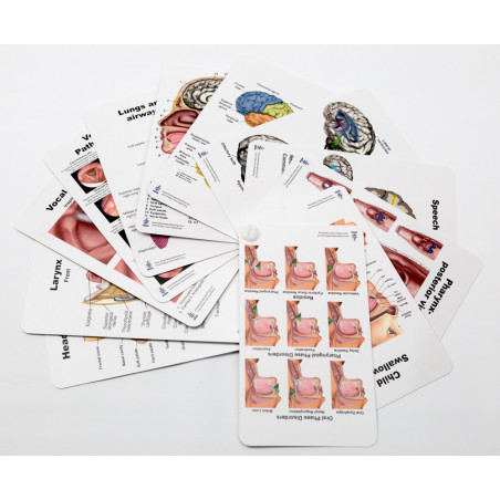 SLP Anatomy Pocket Chart