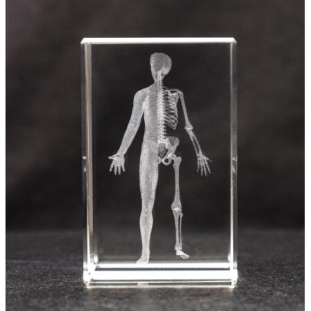 Human Body 3D Laser Large Crystal, Anatomy, Half Human Body, Half Skeleton