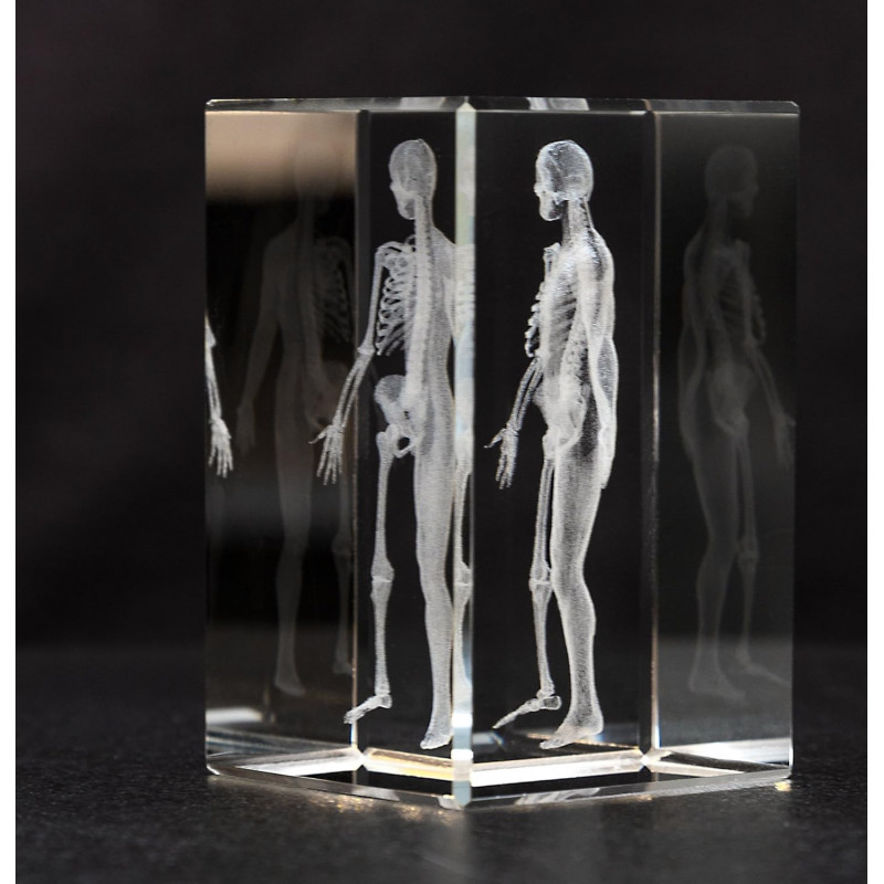 Human Body 3D Laser Large Crystal, Anatomy, Half Human Body, Half Skeleton