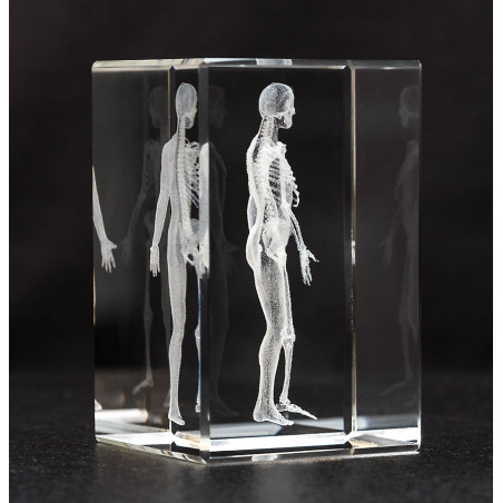 Human Body 3D Laser Large Crystal, Anatomy, Half Human Body, Half Skeleton